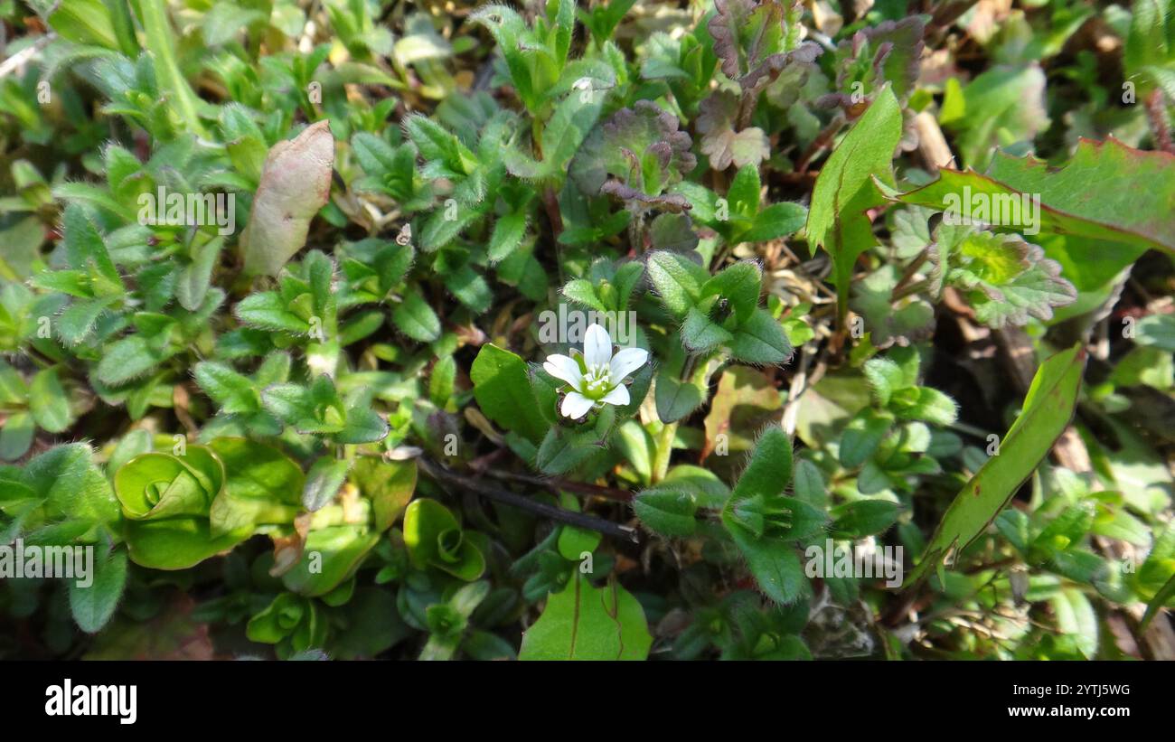 Common mouse-ear chickweed (Cerastium holosteoides Stock Photo - Alamy