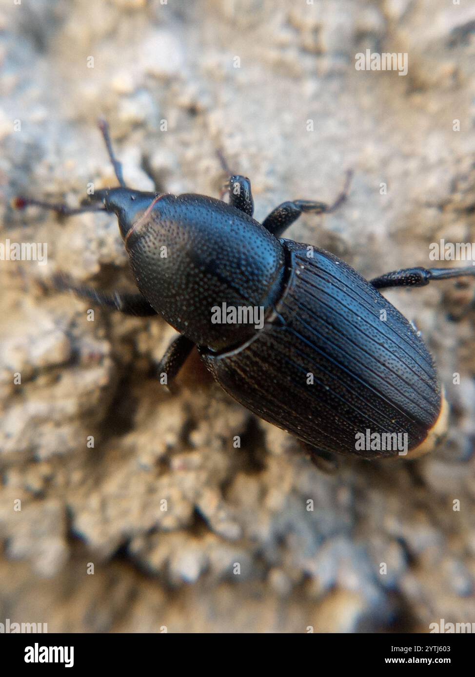 Billbug Weevils (Sphenophorus Stock Photo - Alamy