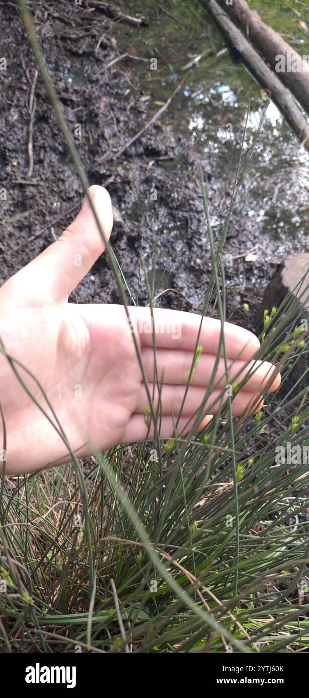 Hard Rush (Juncus inflexus Stock Photo - Alamy