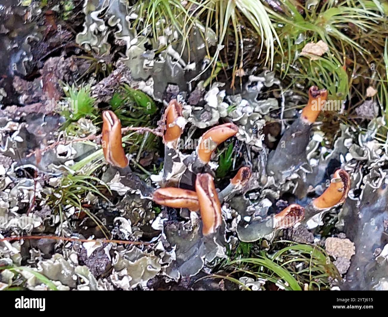 many-fruited pelt lichen (Peltigera polydactylon Stock Photo - Alamy