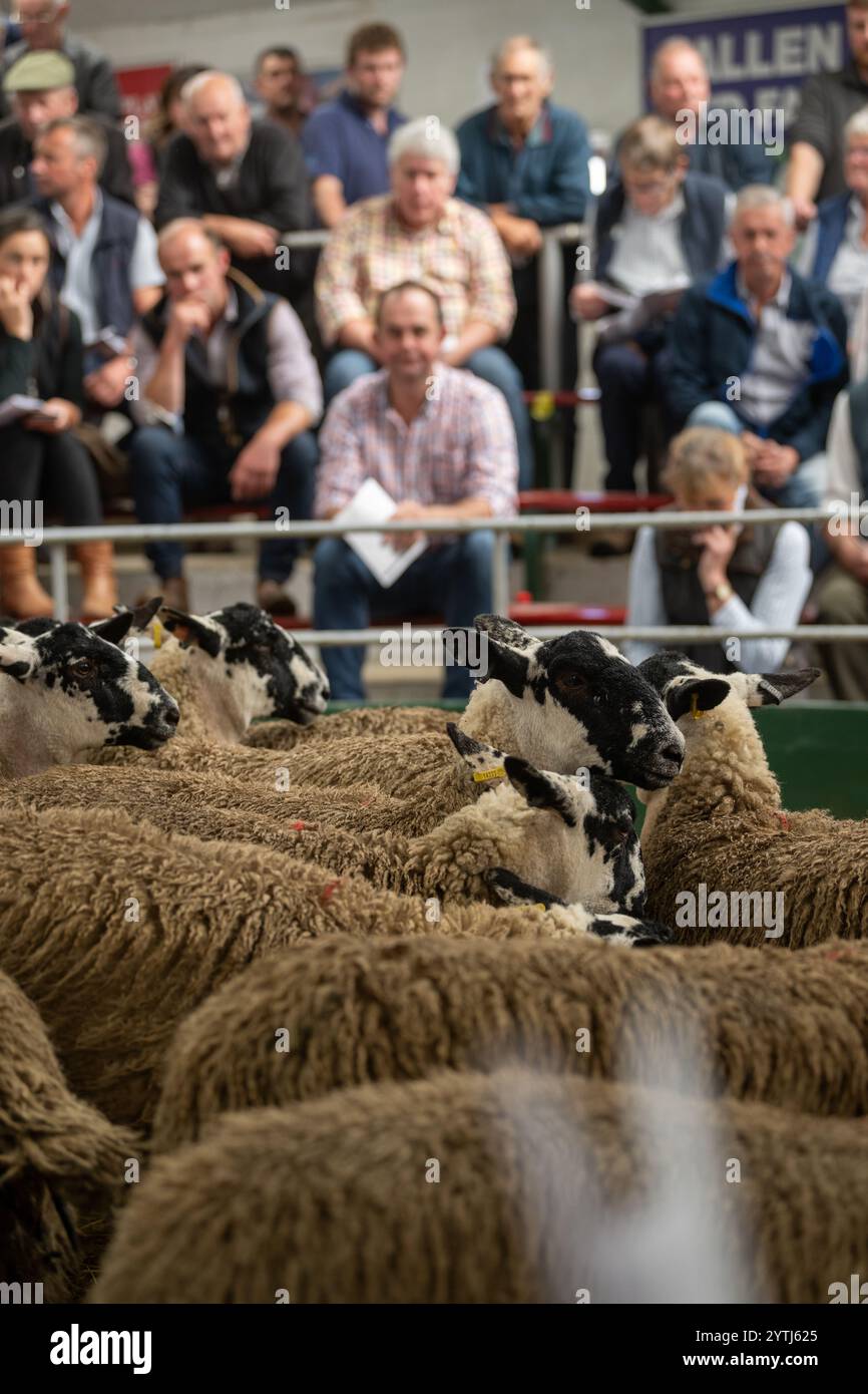 Sale of North of England mule gimmer lambs at Hawes, North Yorkshire ...