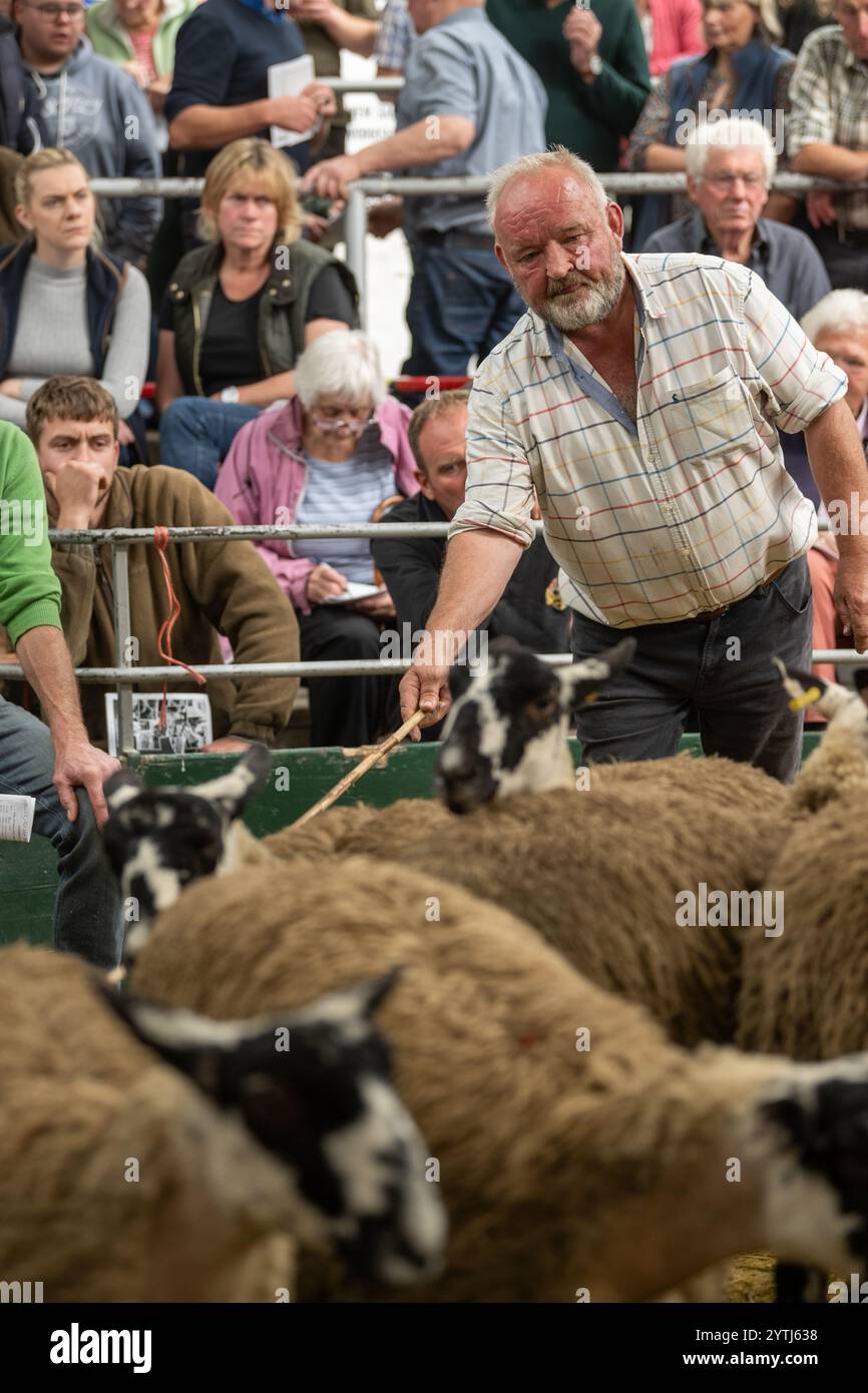 Sale of North of England mule gimmer lambs at Hawes, North Yorkshire ...