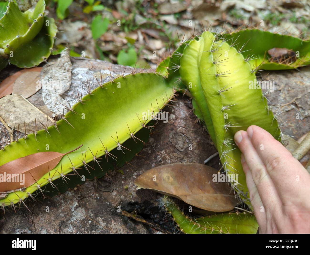 dog-tail cactus (Deamia testudo Stock Photo - Alamy