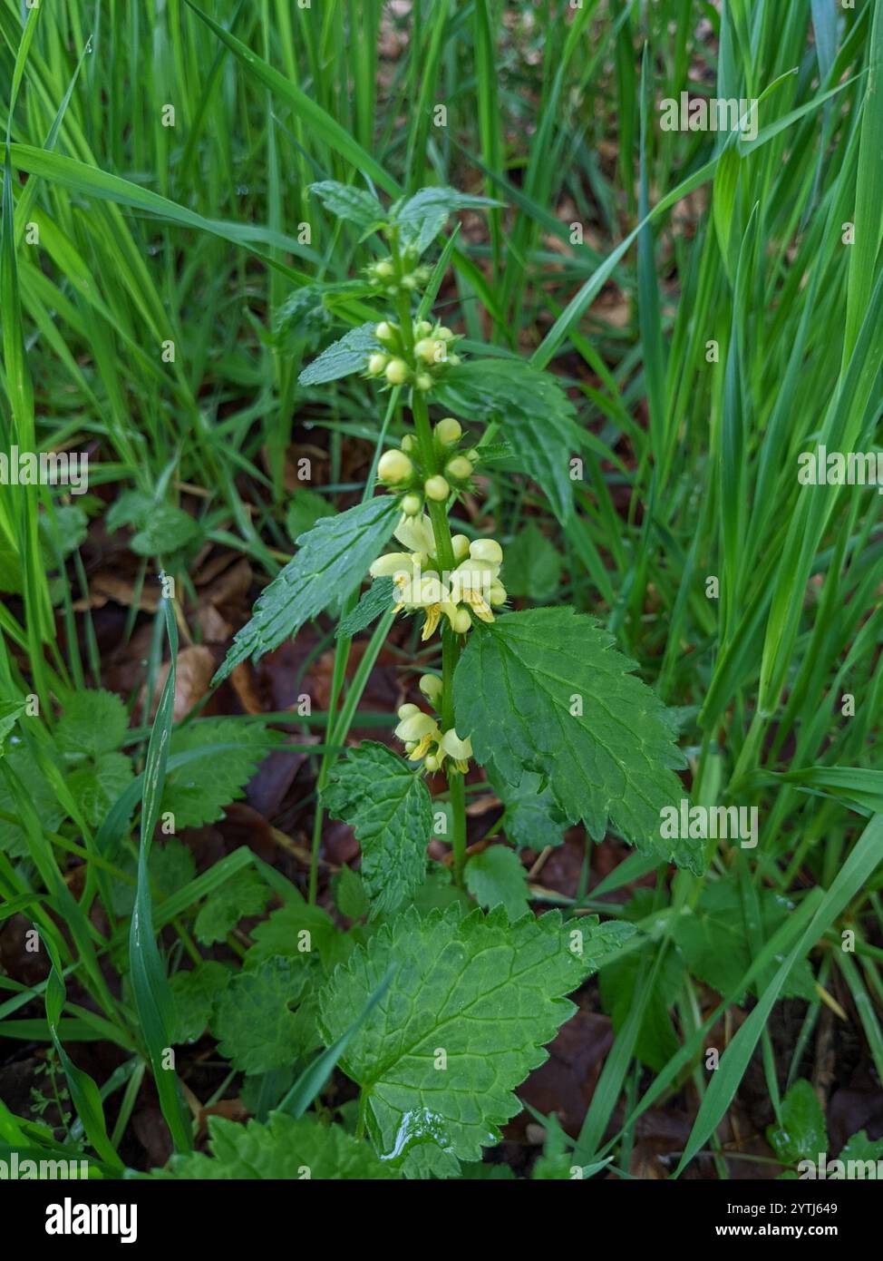 yellow archangel (Lamium galeobdolon Stock Photo - Alamy