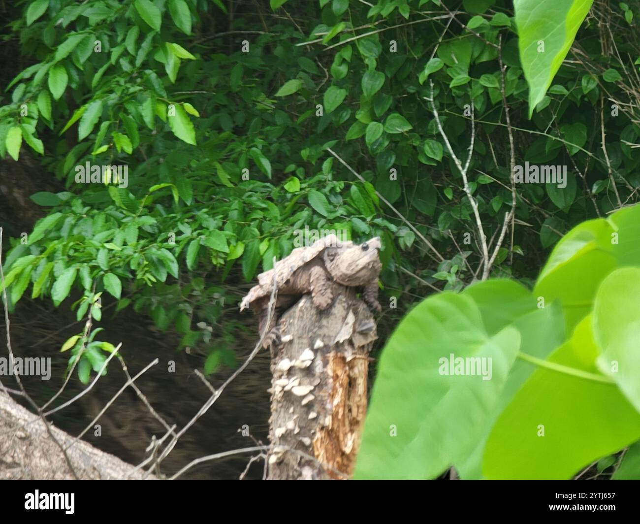 Alligator Snapping Turtle (Macrochelys temminckii Stock Photo - Alamy