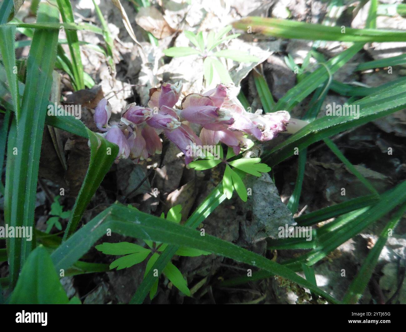 Common Toothwort (Lathraea squamaria Stock Photo - Alamy