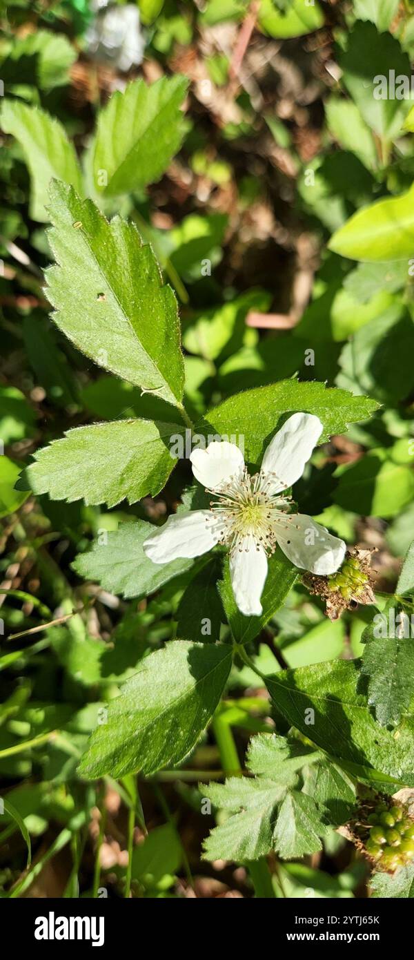 Common Dewberry (Rubus flagellaris Stock Photo - Alamy