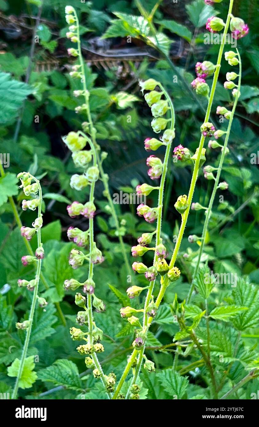 fringe cups (Tellima grandiflora Stock Photo - Alamy