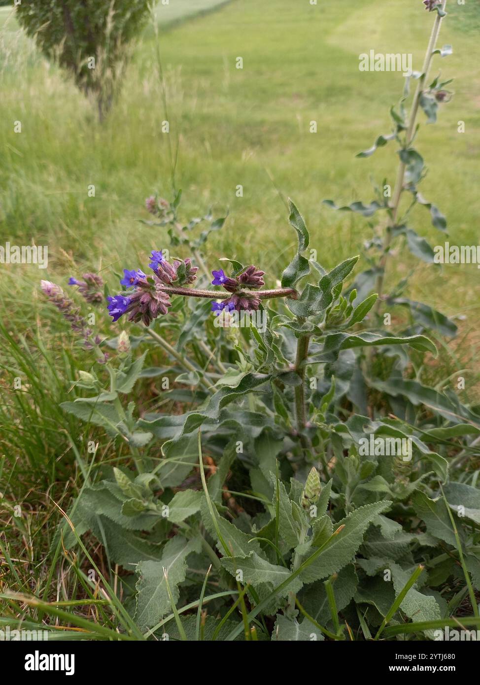 common alkanet (Anchusa officinalis Stock Photo - Alamy