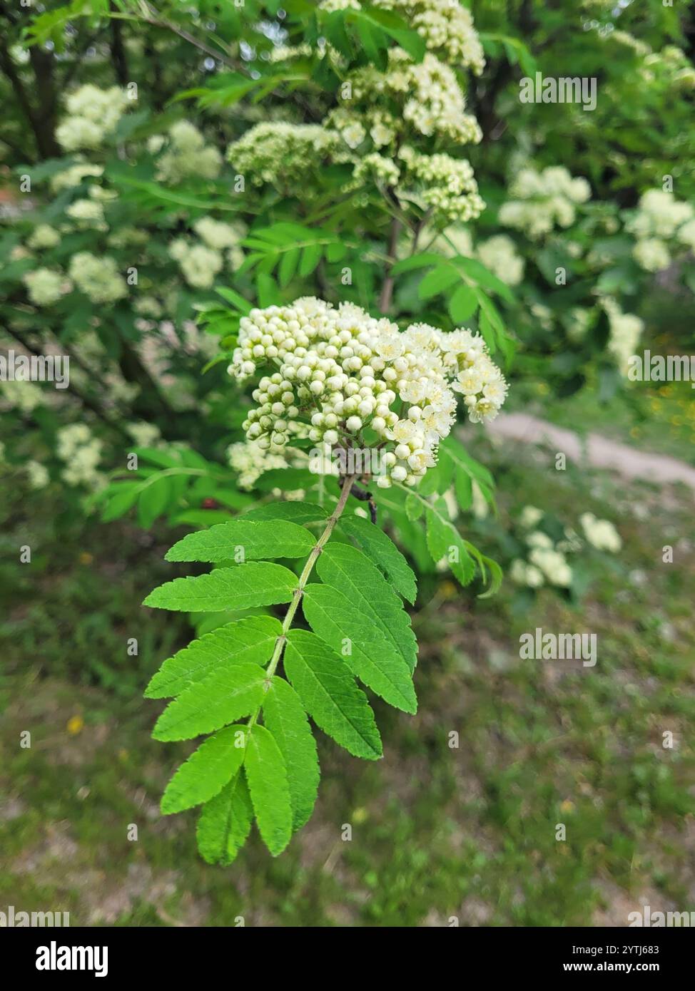 European mountain ash (Sorbus aucuparia Stock Photo - Alamy