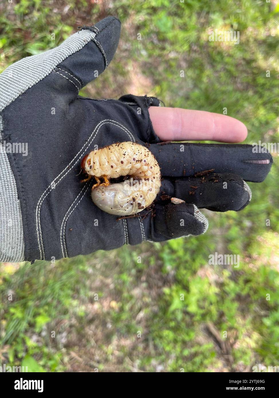 Eastern Hercules Beetle (Dynastes tityus Stock Photo - Alamy