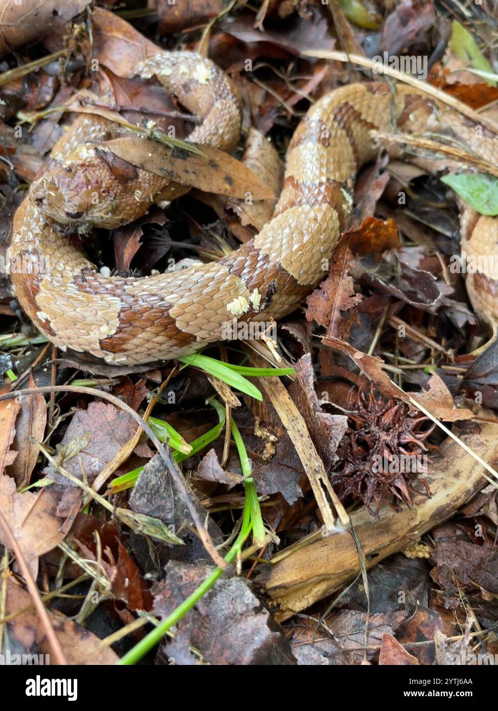 Eastern Copperhead (Agkistrodon contortrix Stock Photo - Alamy