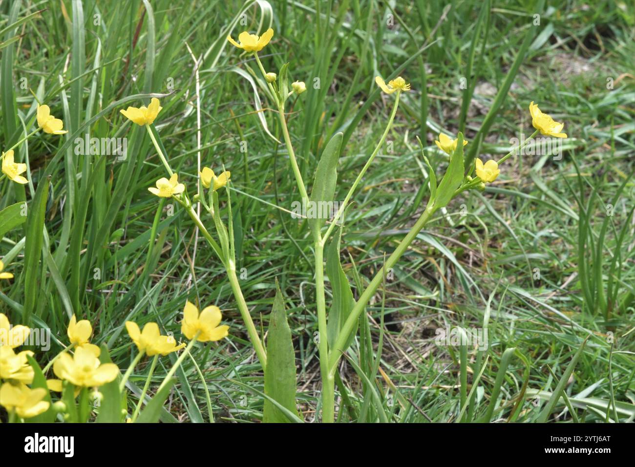 Plantainleaf buttercup hi-res stock photography and images - Alamy