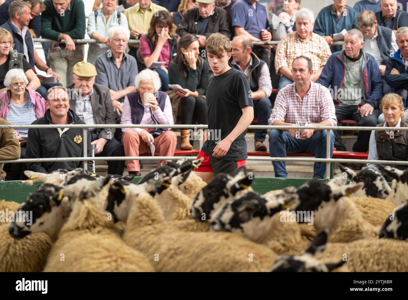 Sale of North of England mule gimmer lambs at Hawes, North Yorkshire ...