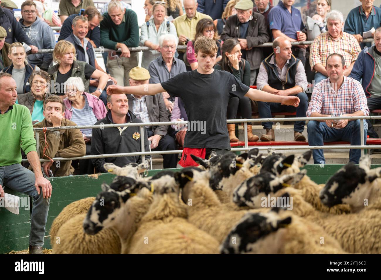 Sale of North of England mule gimmer lambs at Hawes, North Yorkshire ...