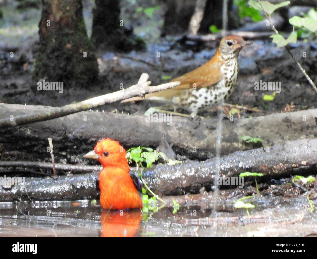 Wood Thrush (Hylocichla mustelina Stock Photo - Alamy