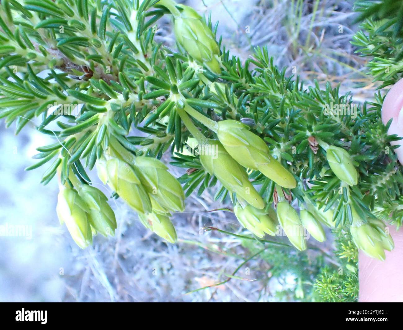 Red Hanging Heath (Erica coccinea coccinea Stock Photo - Alamy