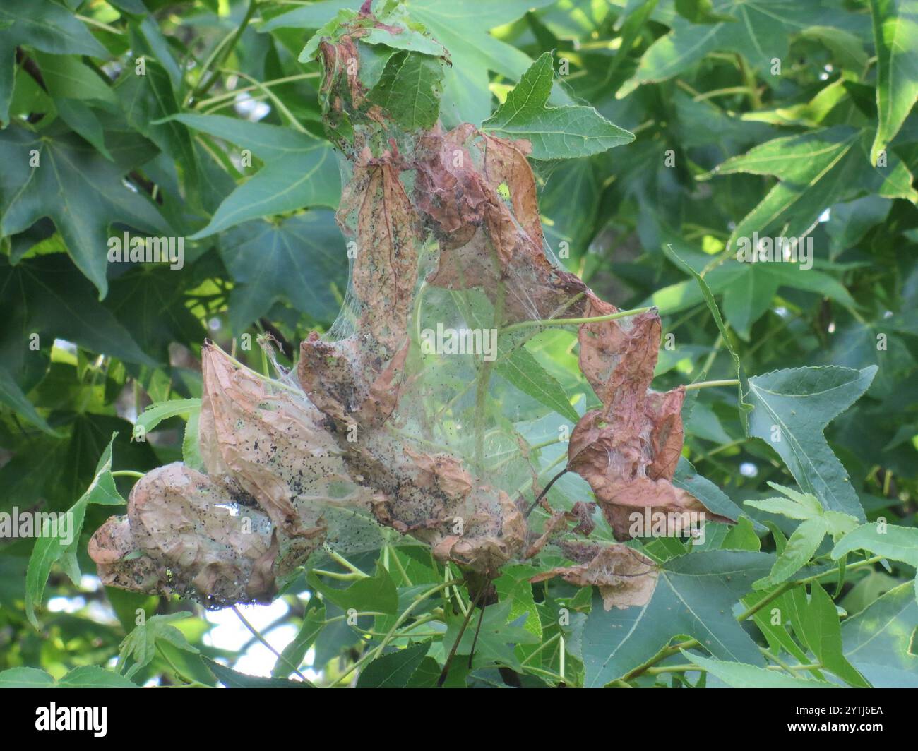 Fall Webworm Moth (Hyphantria cunea Stock Photo - Alamy