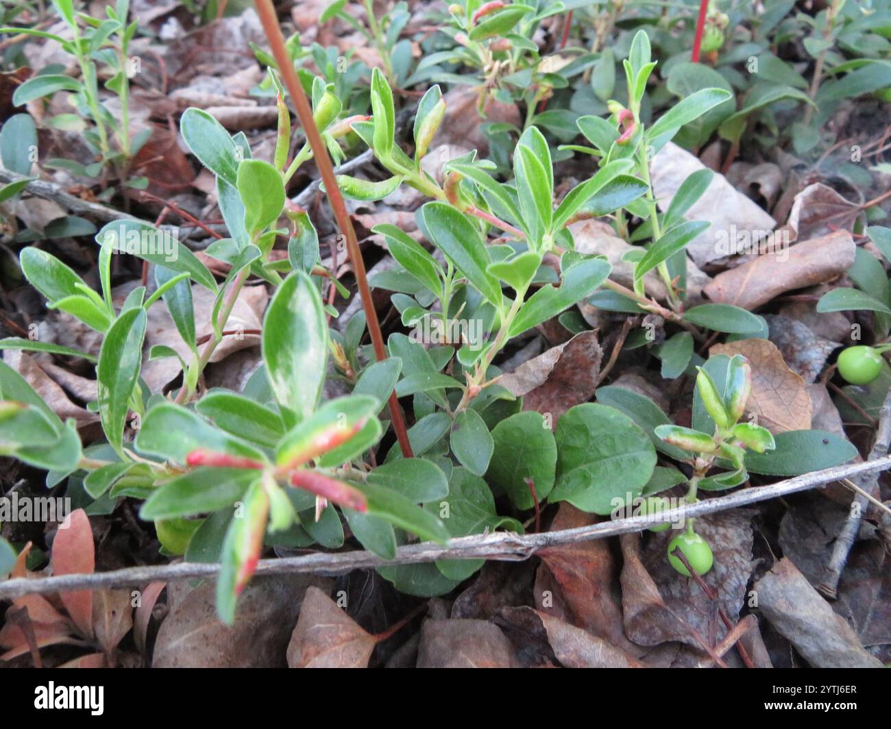 green-flowered wintergreen (Pyrola chlorantha Stock Photo - Alamy