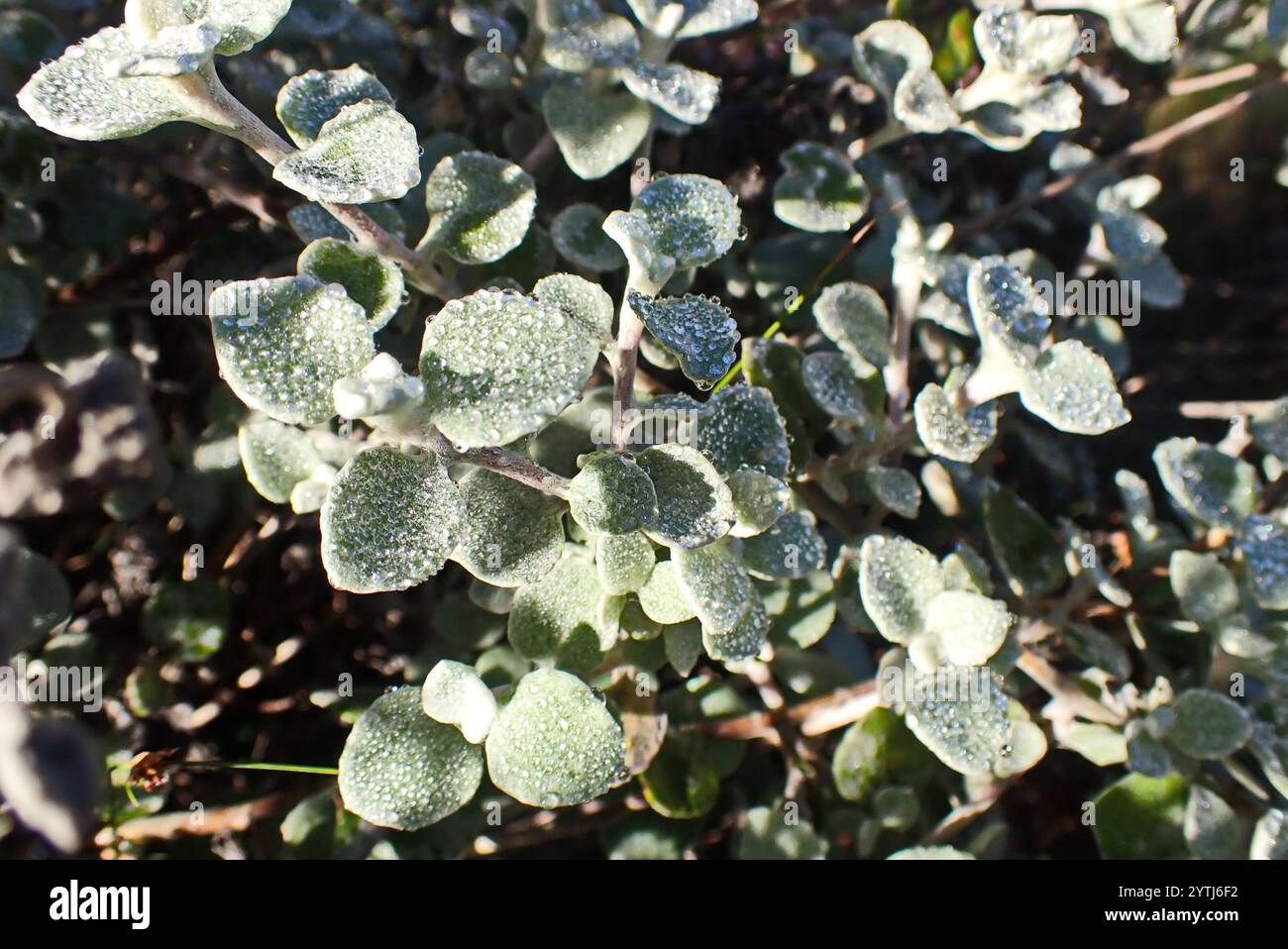 Licorice plant (Helichrysum petiolare Stock Photo - Alamy