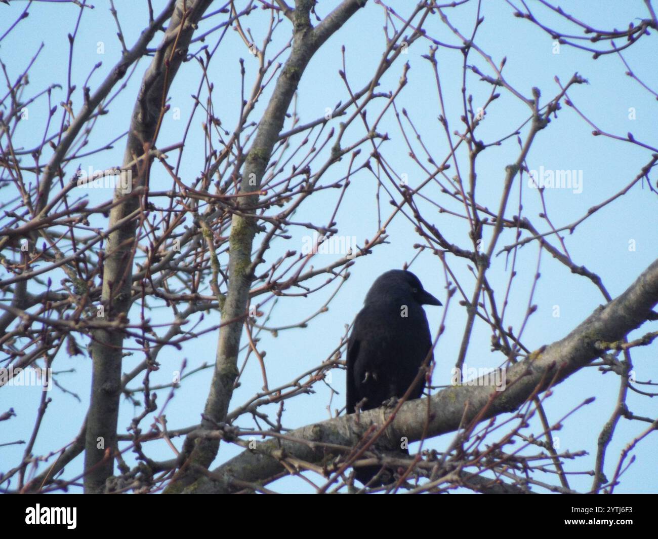 Eurasian Jackdaw (Coloeus monedula Stock Photo - Alamy