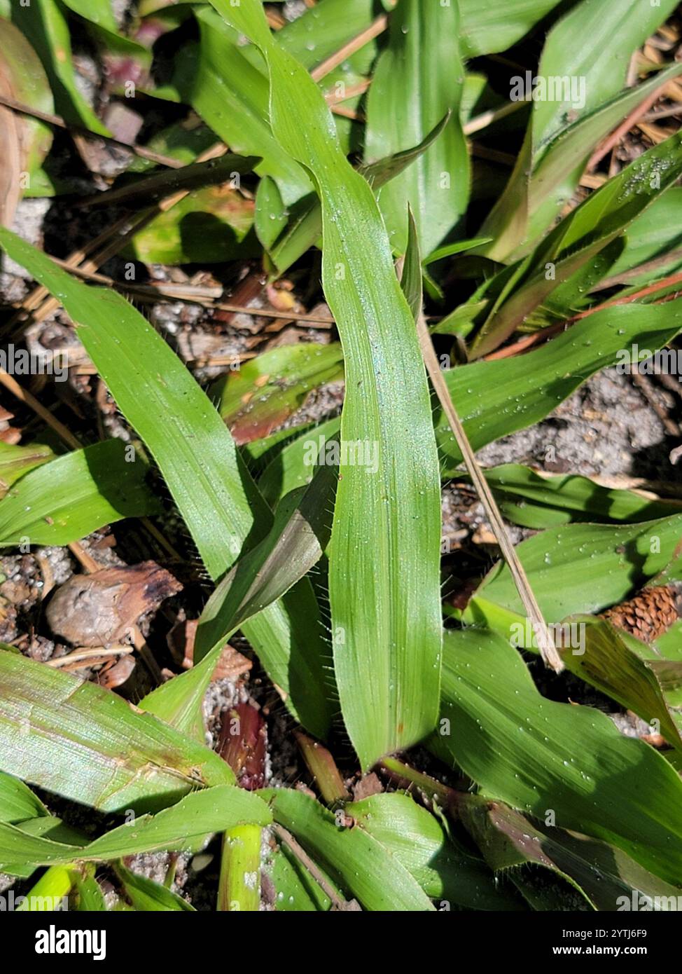 Paspalum setaceum hi-res stock photography and images - Alamy