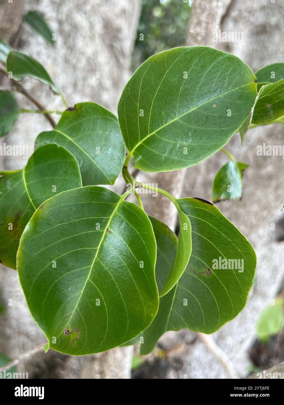 Water Mampoo (Pisonia subcordata Stock Photo - Alamy