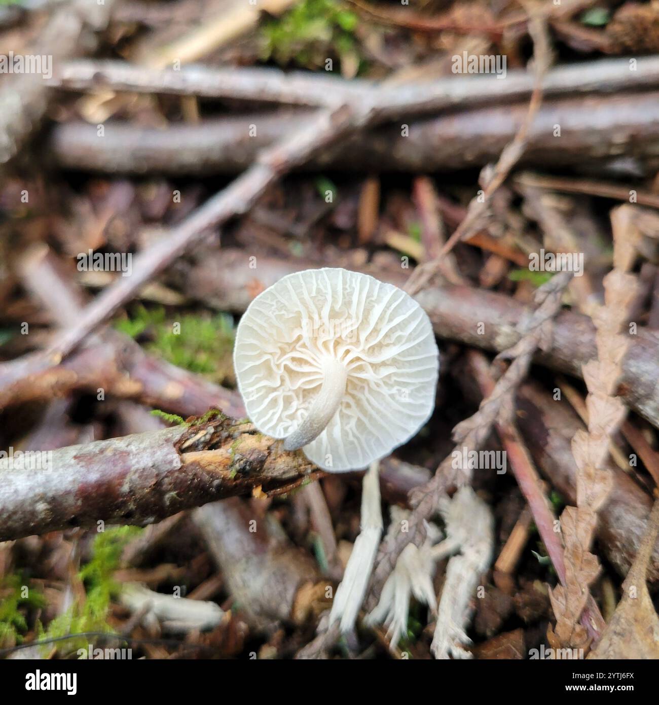 Fairy Parachutes (Marasmiellus candidus Stock Photo - Alamy