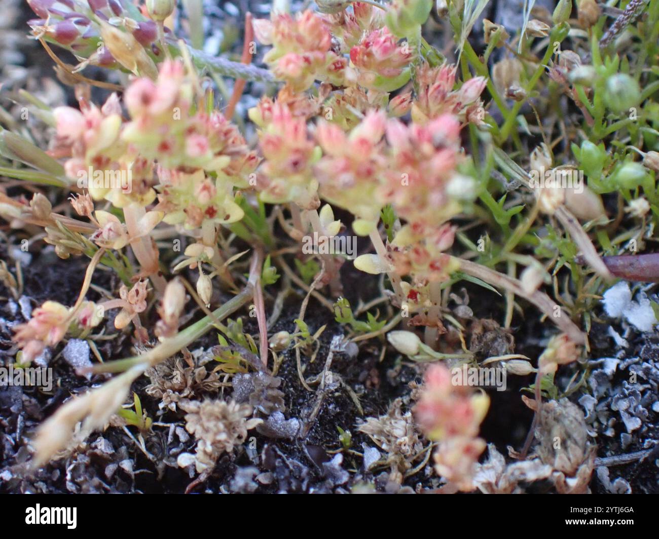 sand pygmyweed (Crassula connata Stock Photo - Alamy