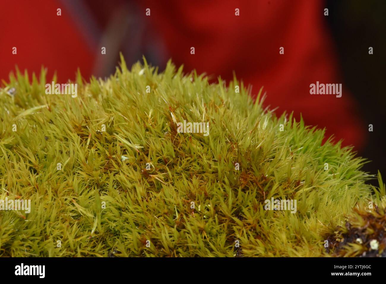 Howell's Dicranum Moss (Dicranum howellii Stock Photo - Alamy