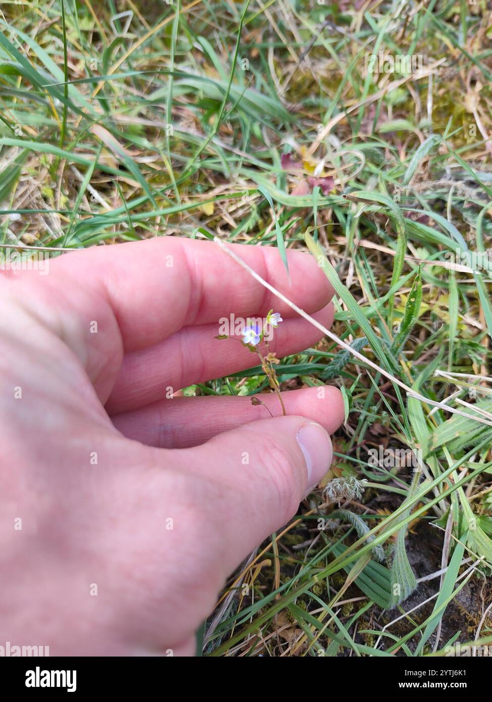 bird's-eye speedwell (Veronica persica Stock Photo - Alamy