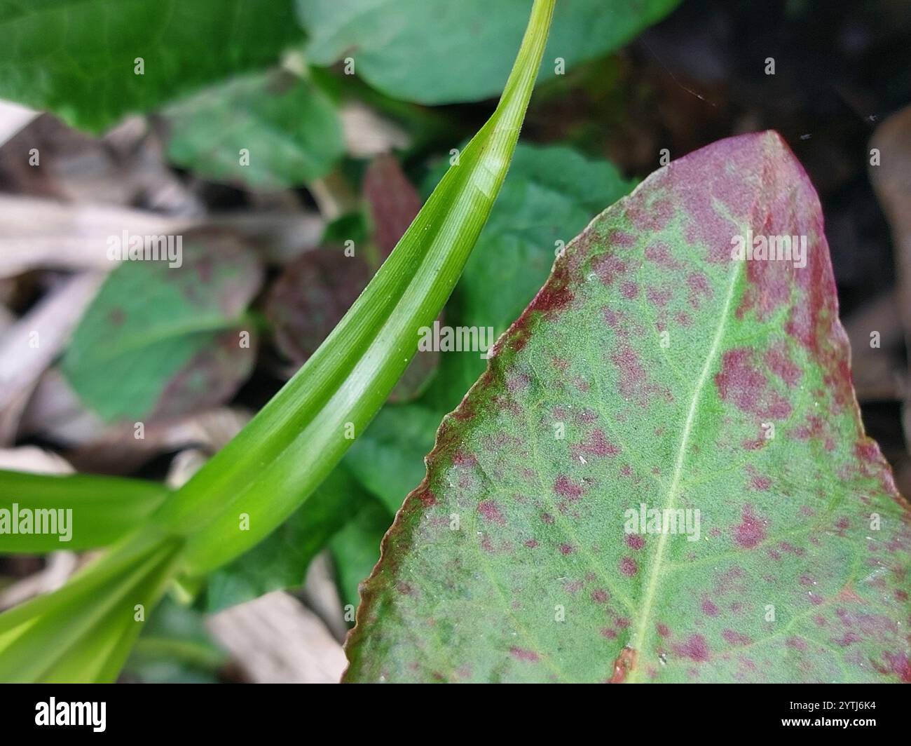 reed rust (Puccinia phragmitis Stock Photo - Alamy