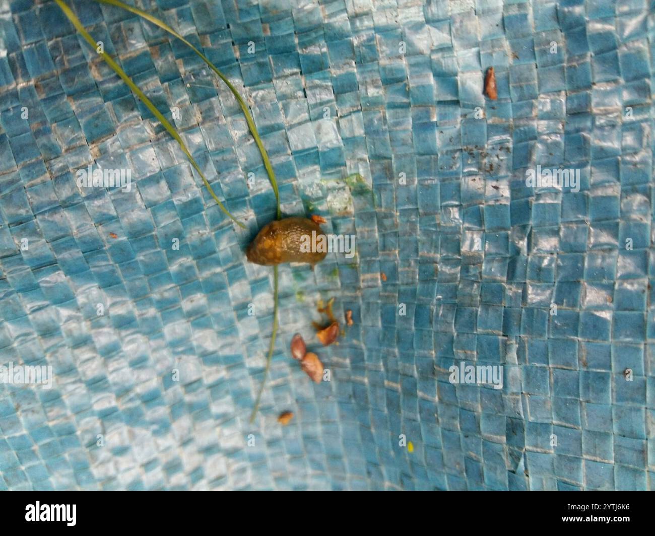 Green Cellar Slug (Limacus maculatus Stock Photo - Alamy