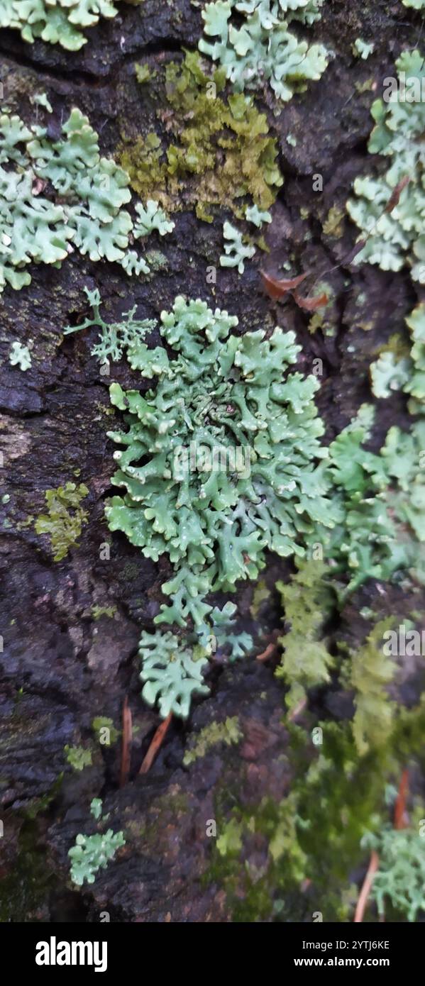 Tube Lichens (Hypogymnia Stock Photo - Alamy