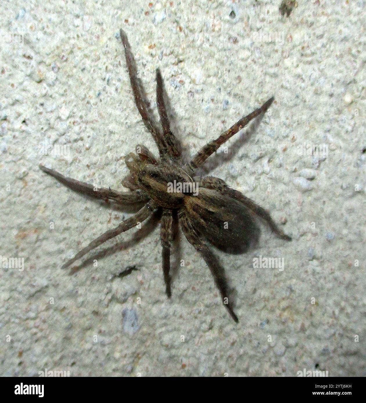 Wolf Spiders (Lycosidae Stock Photo - Alamy