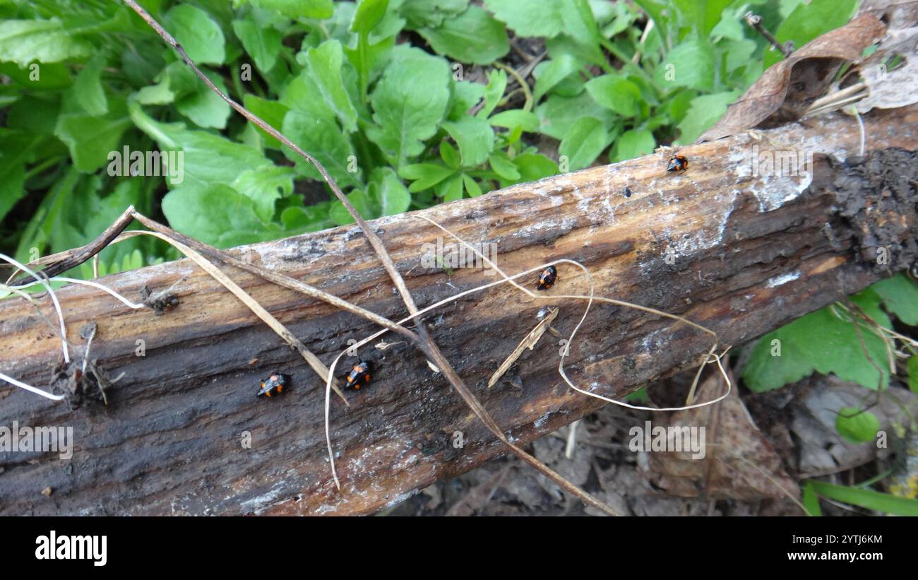 Orange-spotted Scaphidium (Scaphidium quadrimaculatum Stock Photo - Alamy