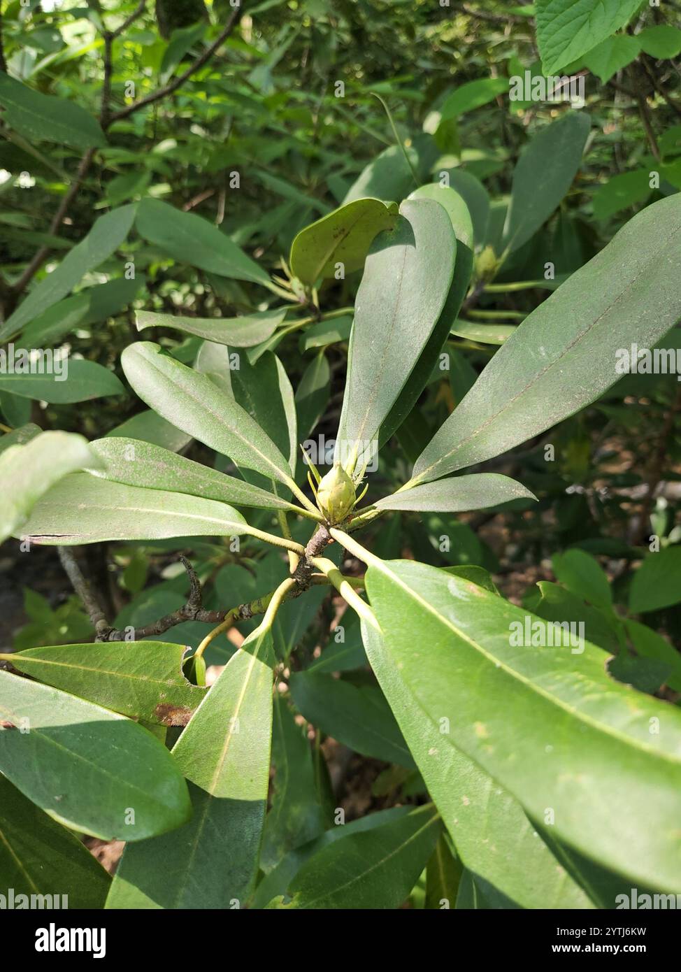 great rhododendron (Rhododendron maximum Stock Photo - Alamy
