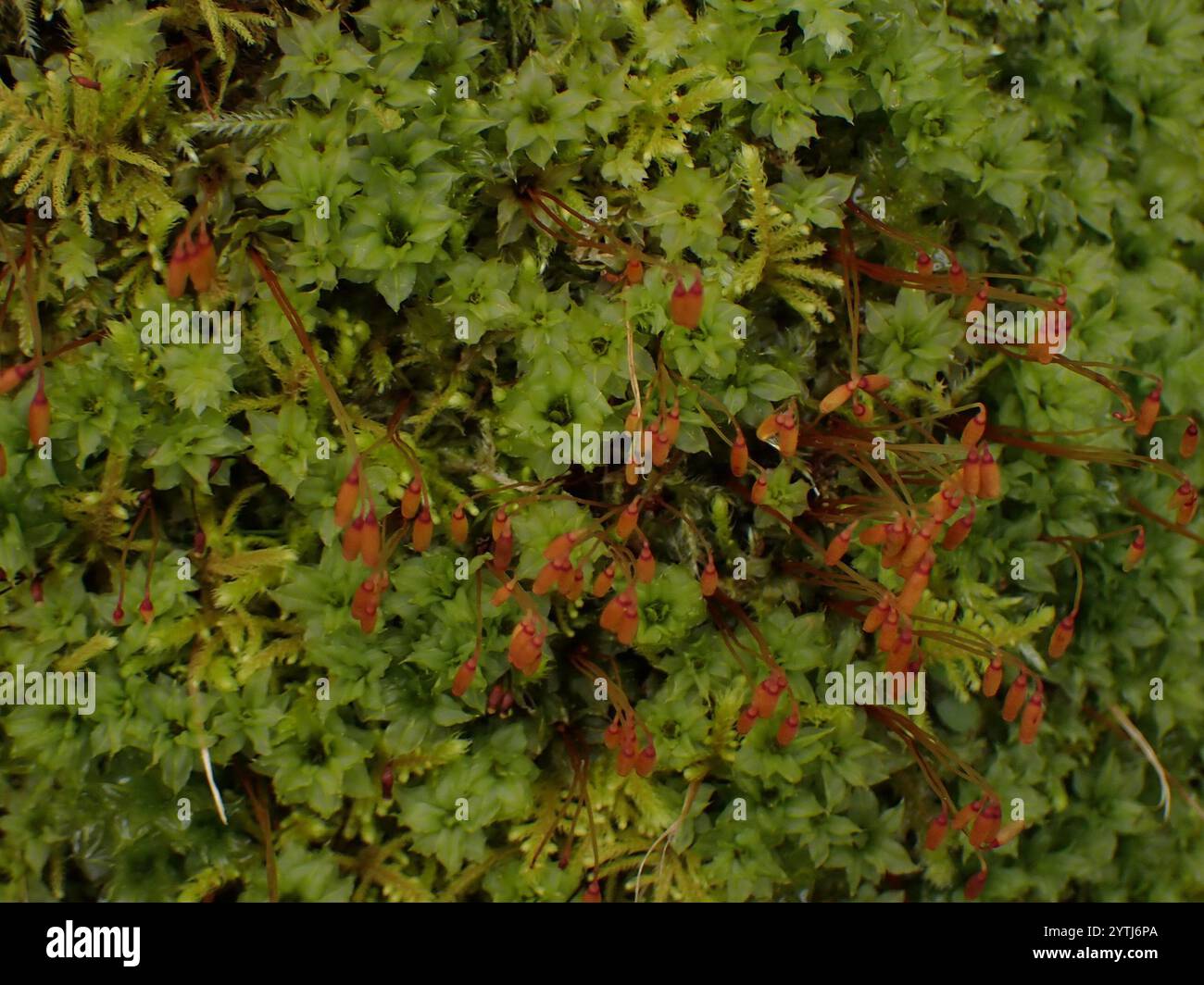 magnificent leafy moss (Plagiomnium venustum Stock Photo - Alamy