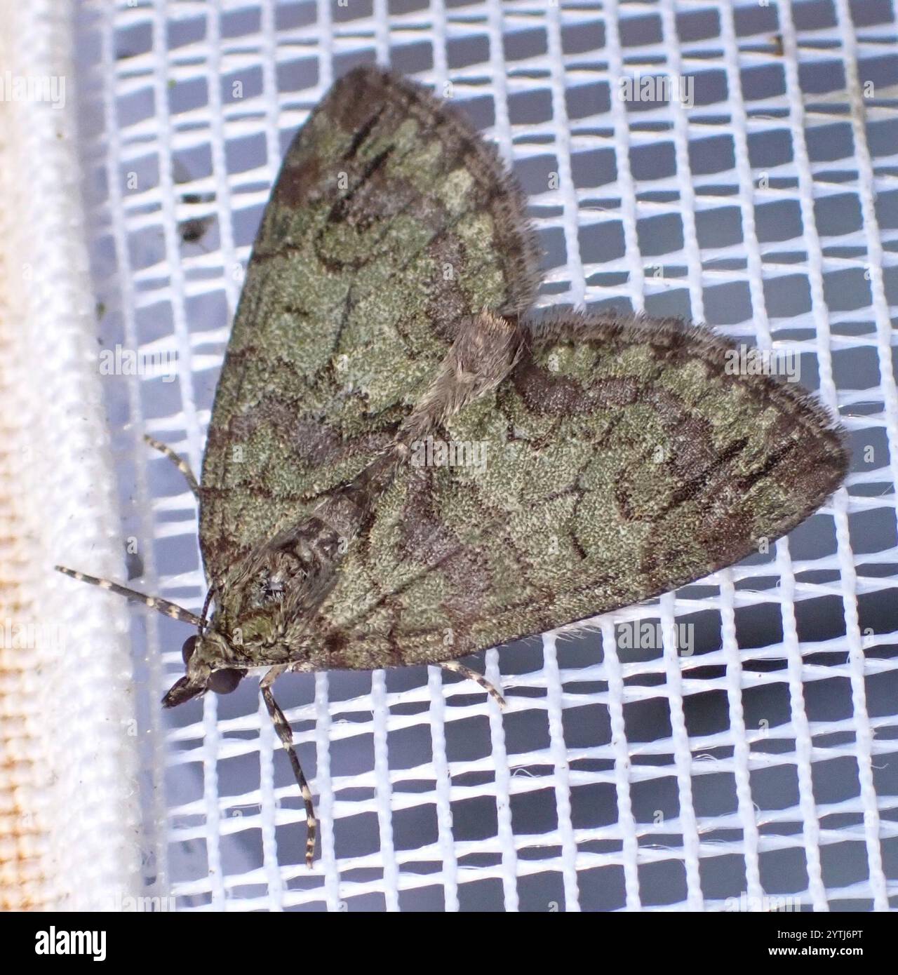 May Highflyer (Hydriomena impluviata Stock Photo - Alamy