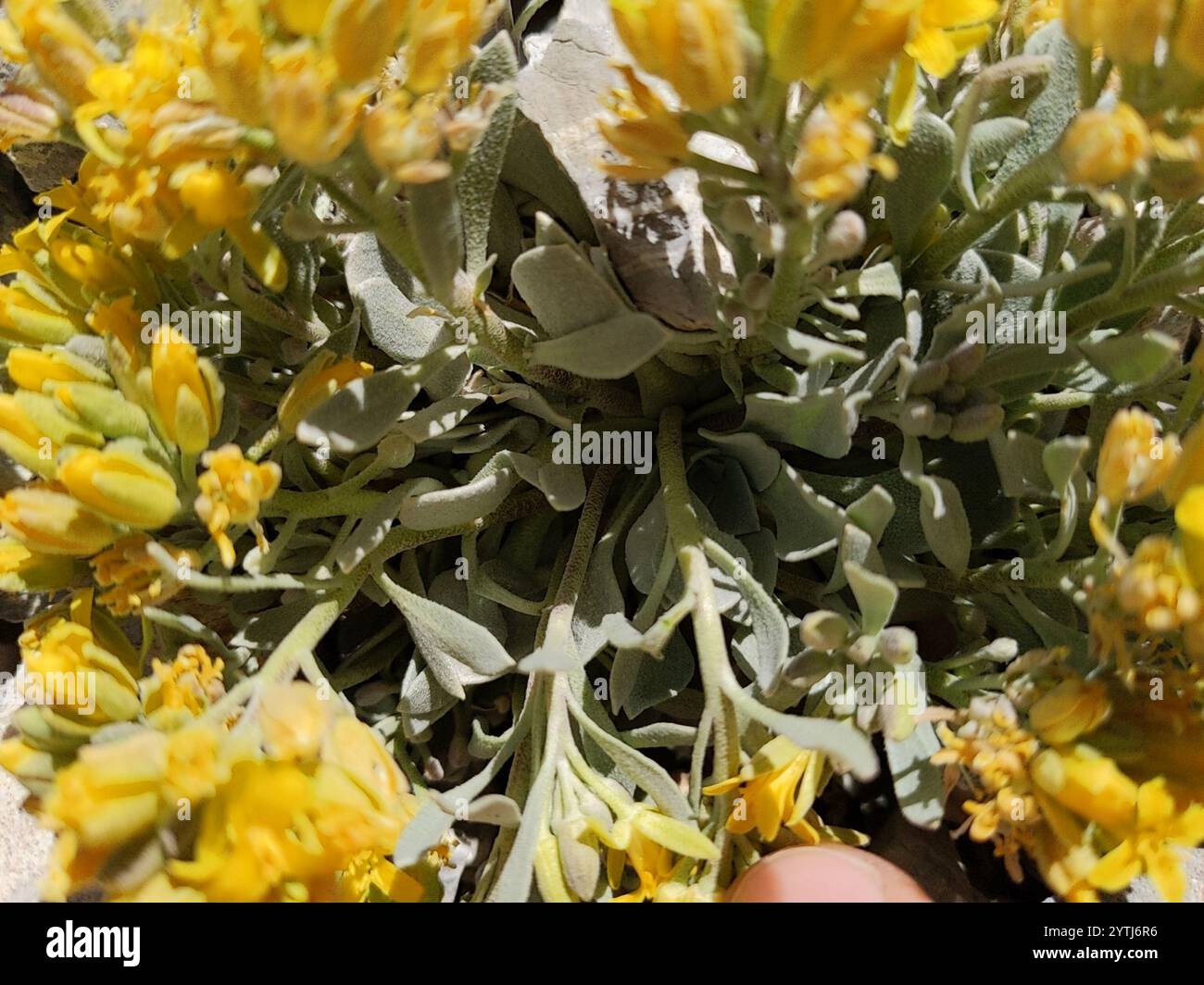 King Bladderpod (Physaria kingii Stock Photo - Alamy