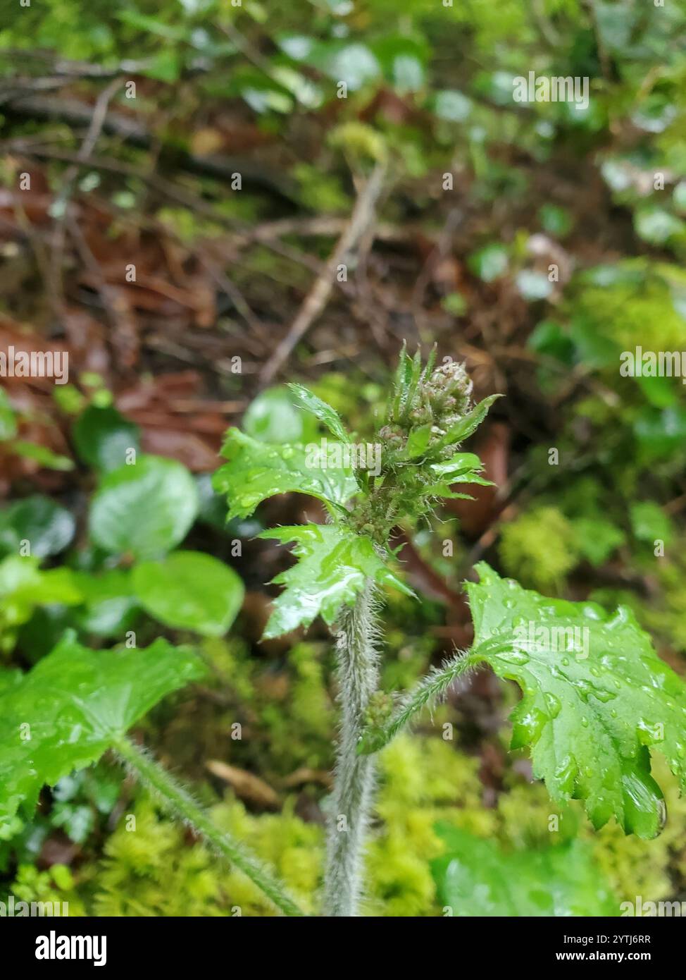 crevice alumroot (Heuchera micrantha Stock Photo - Alamy