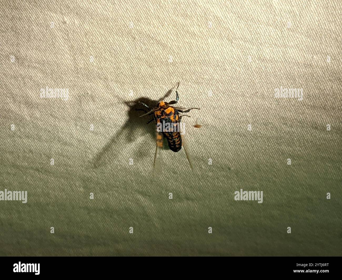 Leopard Moths (Zeuzerinae Stock Photo - Alamy