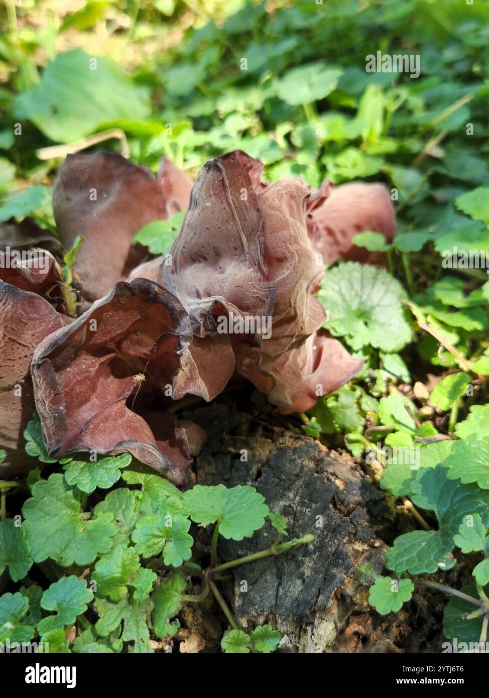 Auricularia americana hi-res stock photography and images - Alamy