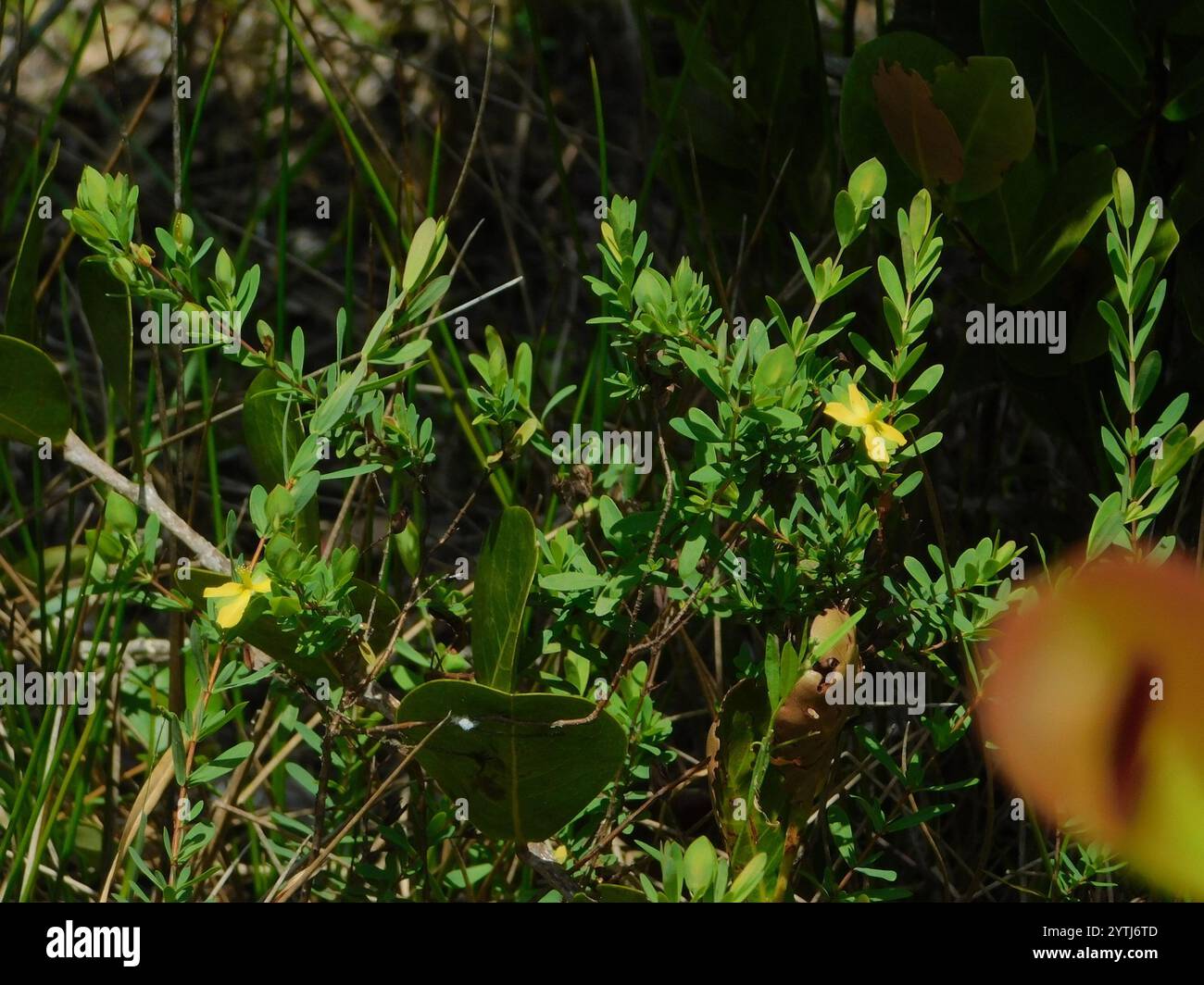 St. Andrew's cross (Hypericum hypericoides Stock Photo - Alamy