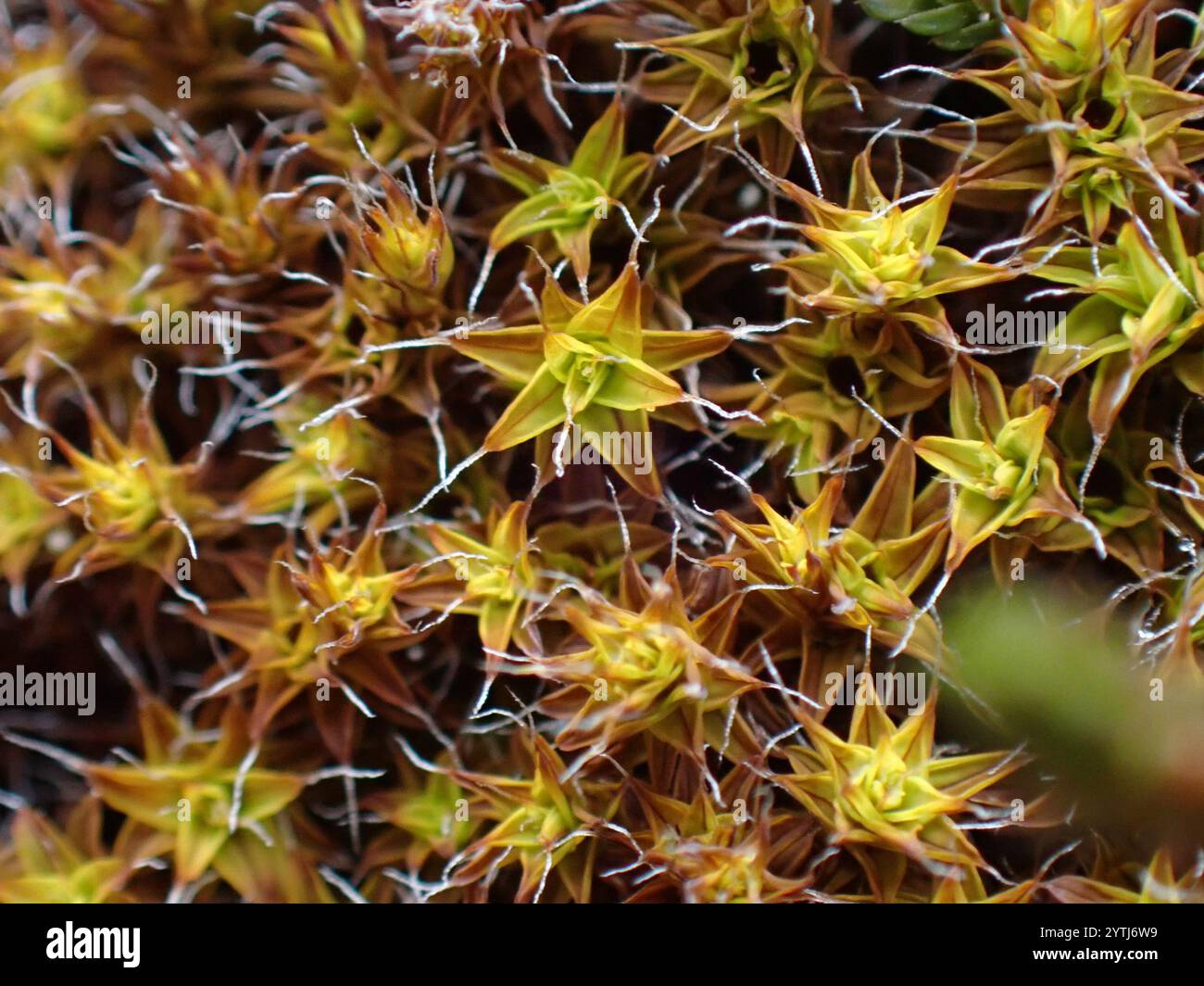 Star Moss (Syntrichia ruralis Stock Photo - Alamy