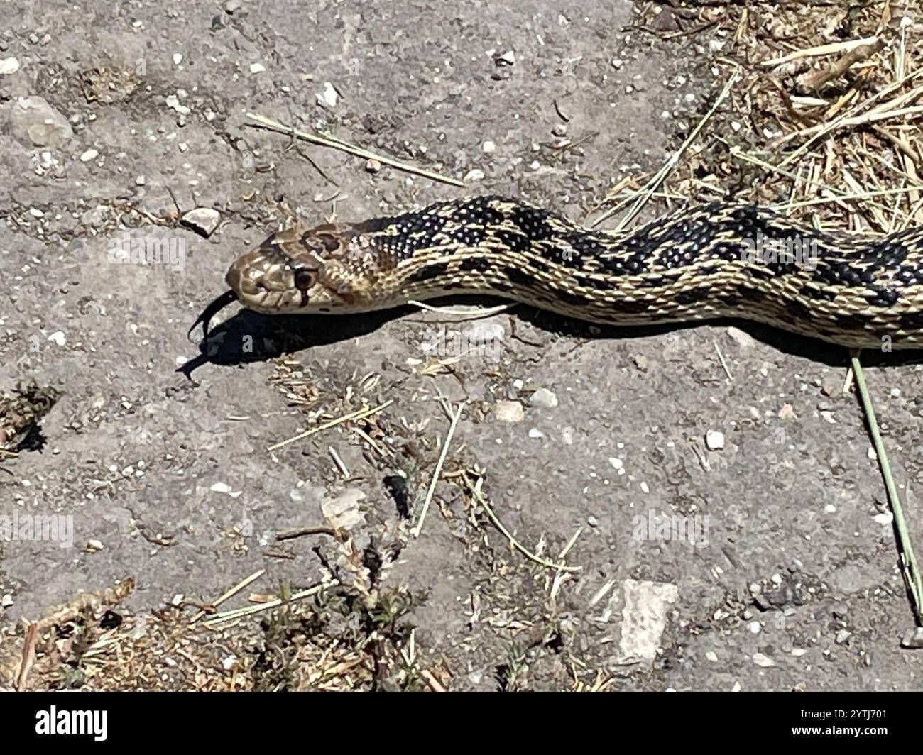 Pacific Gopher Snake (Pituophis catenifer catenifer Stock Photo - Alamy