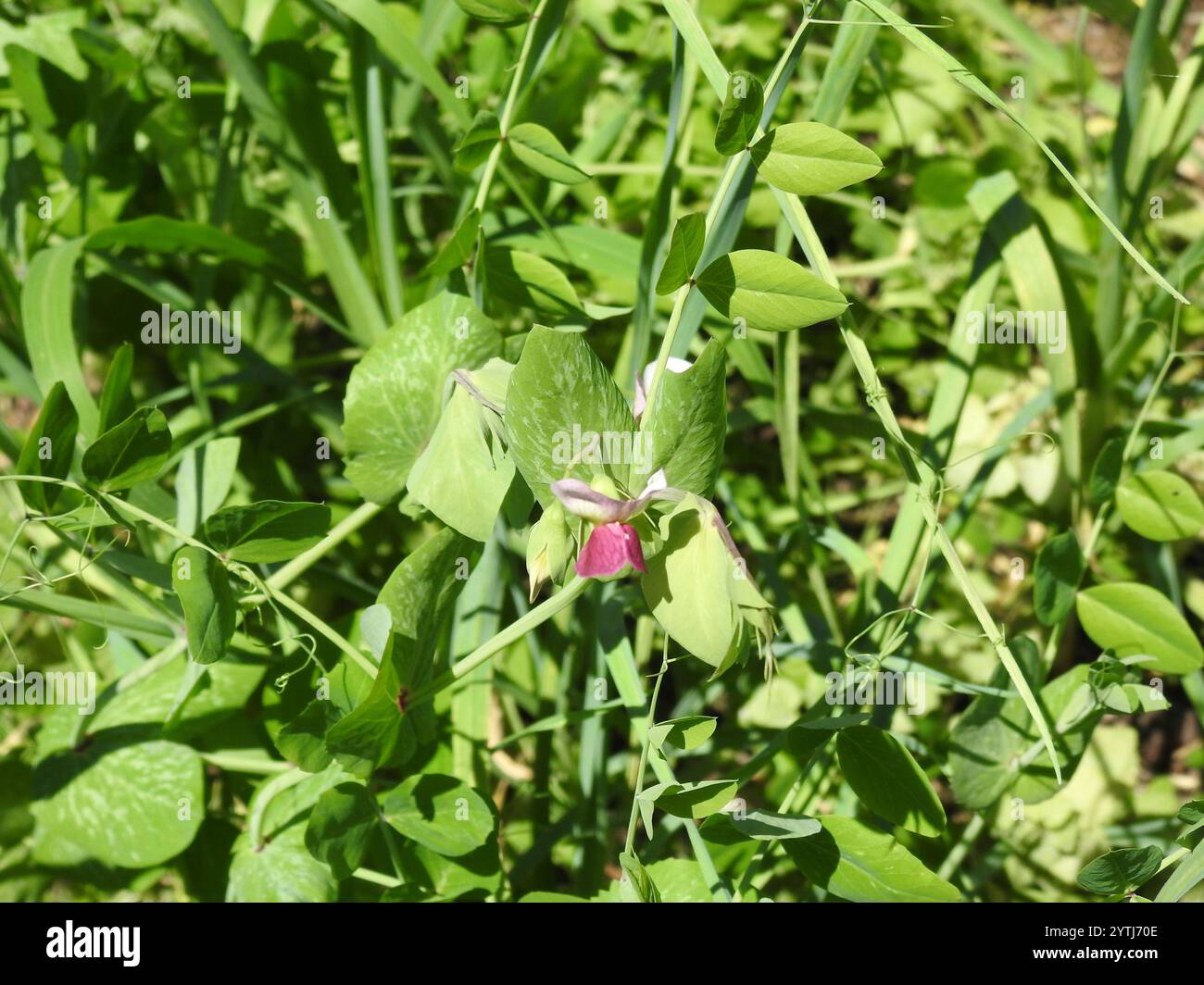 Common Pea (Pisum sativum Stock Photo - Alamy