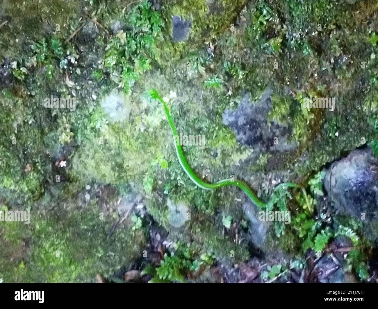 Chinese Green Tree Viper (Trimeresurus stejnegeri Stock Photo - Alamy
