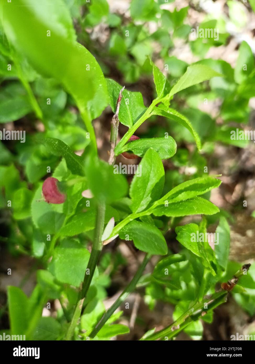 common bilberry (Vaccinium myrtillus Stock Photo - Alamy