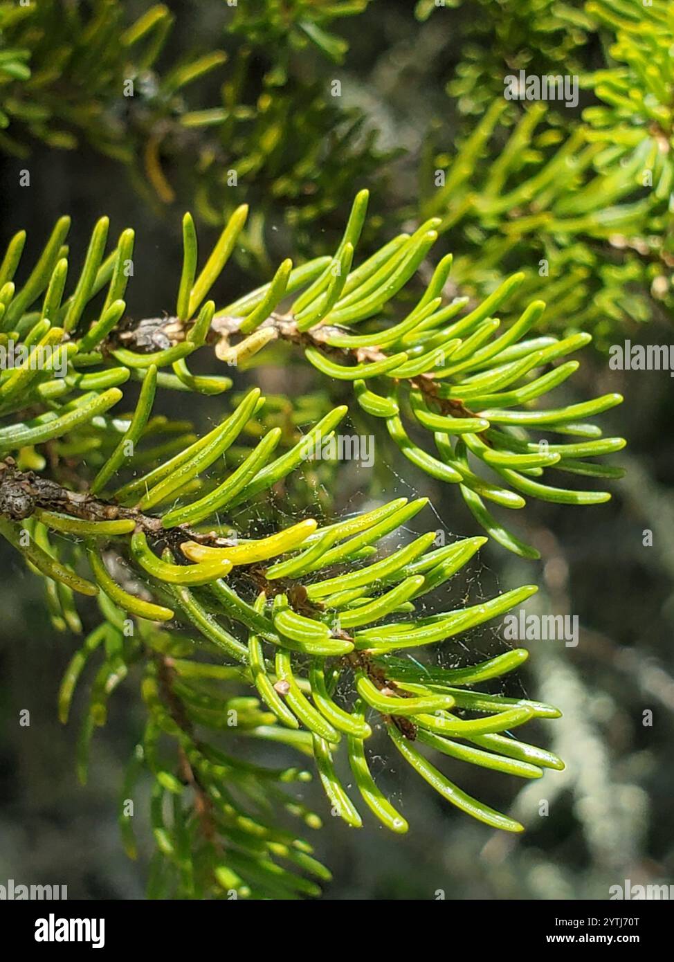red spruce (Picea rubens Stock Photo - Alamy